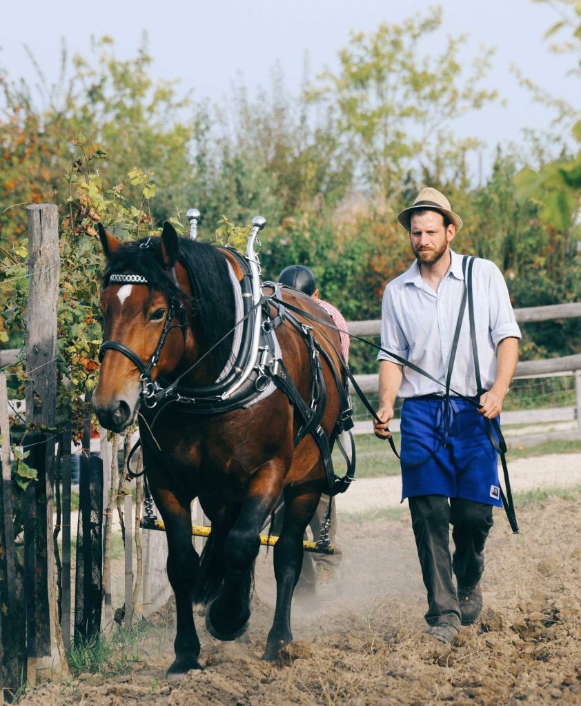 BUBBLES by Michael Gindl - Natural wines online | 8greenbottles